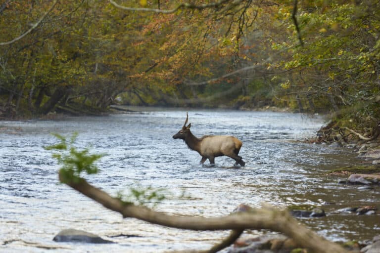 Elk Sightings in Cherokee: Tips for Glimpsing the “Great Big Deer ...