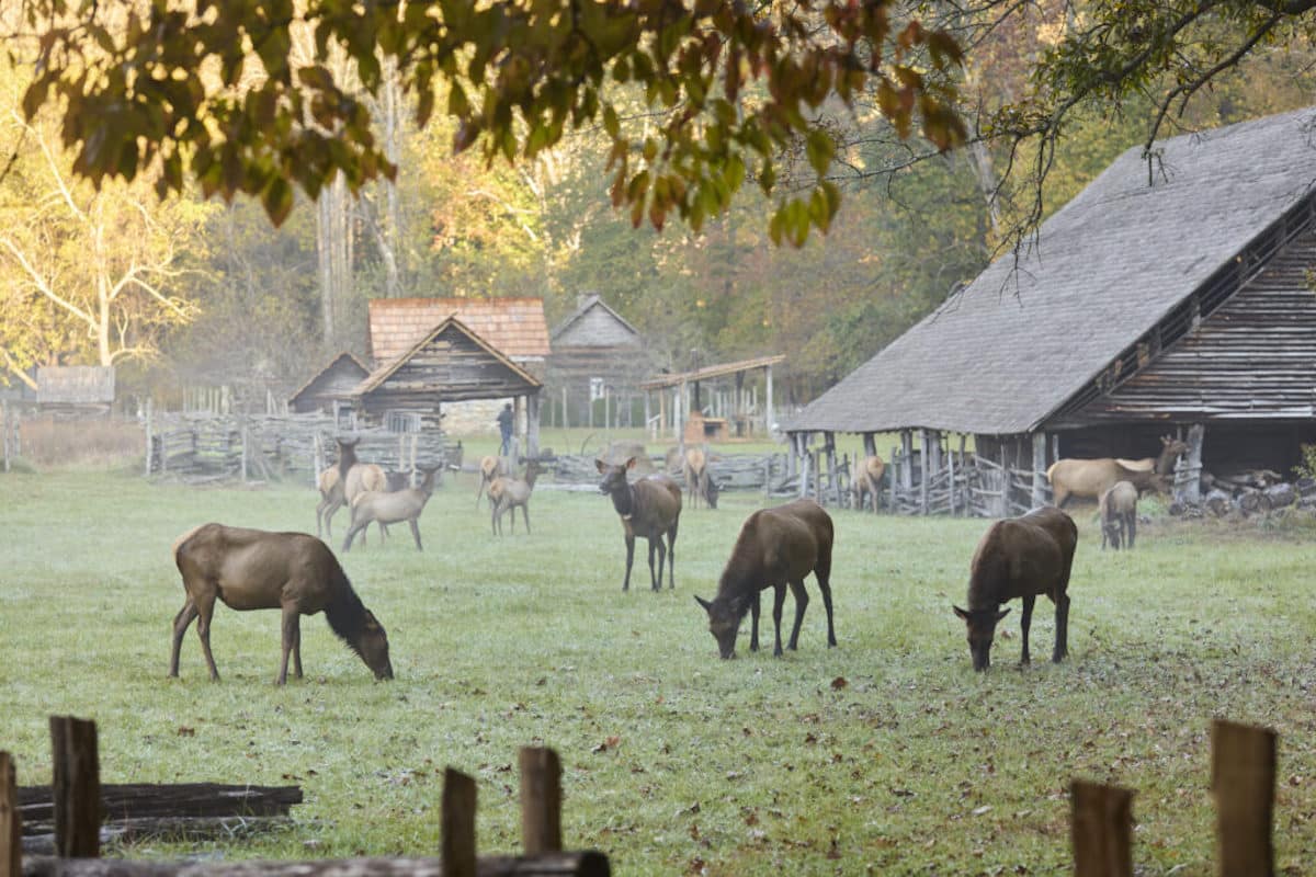 Elk Viewing 101| Visit Cherokee NC