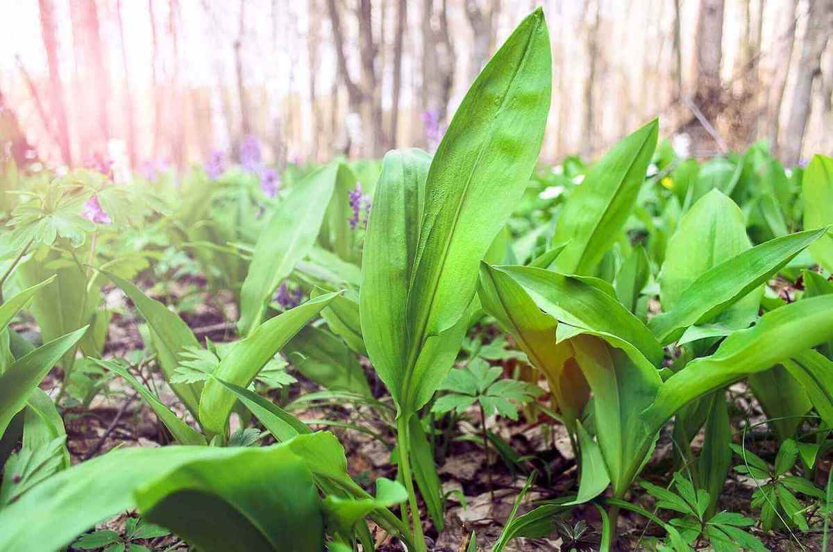 Sustainably Forage Ramps - Eastern Band of Cherokee Indians