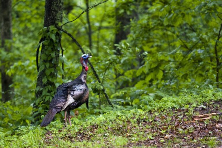 Great Smoky Mountains National Park | Visit Cherokee NC